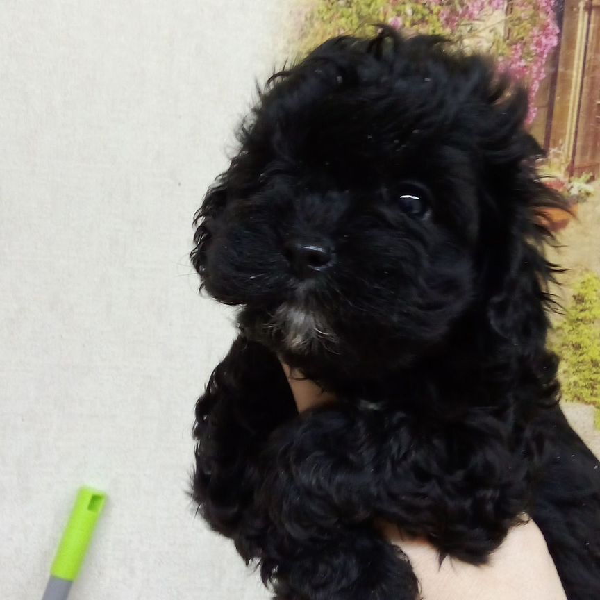 Мальтипу разные окрасы