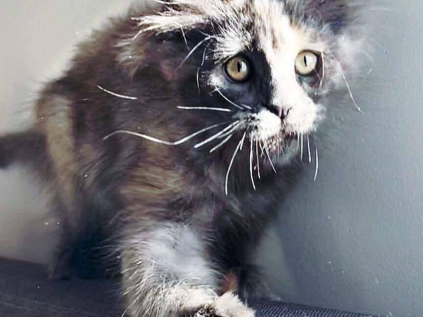 Мейн-кун девочка Эда полидакт