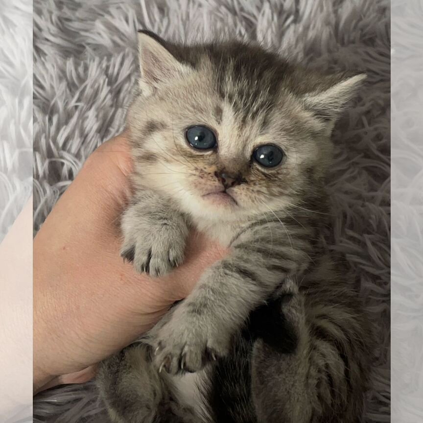 Шотландский прямоухий короткошёрстный котёнок
