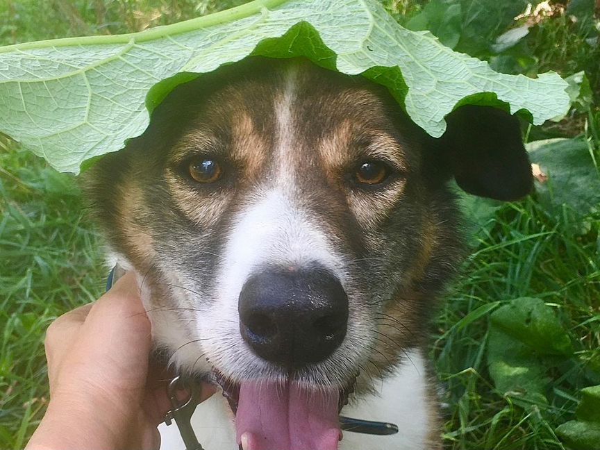 Рома не может больше жить в загаженной клетке