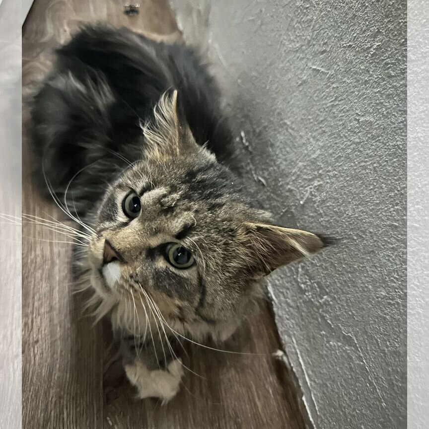 Мейн-кун, взрослая кошка