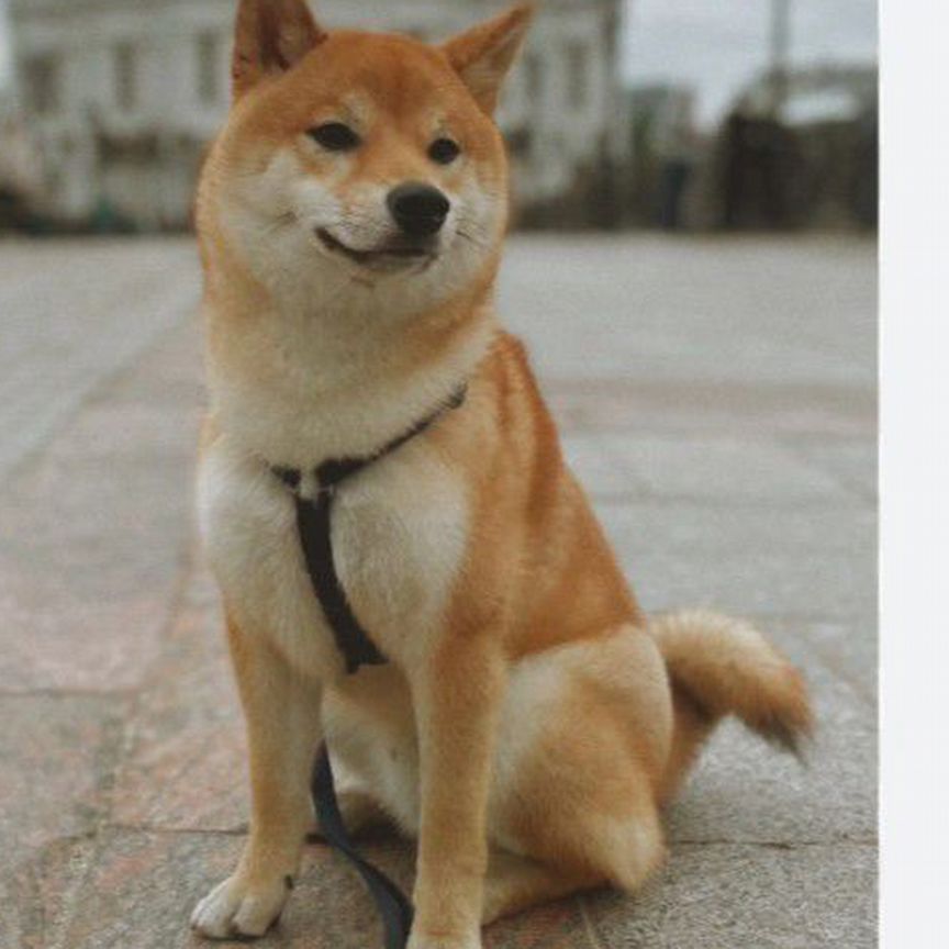 Сиба-ину (написано акита потому-что нет сибы-ину)