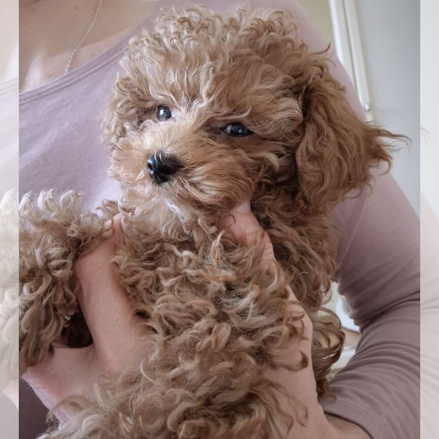 Мальтипу ф1 мини