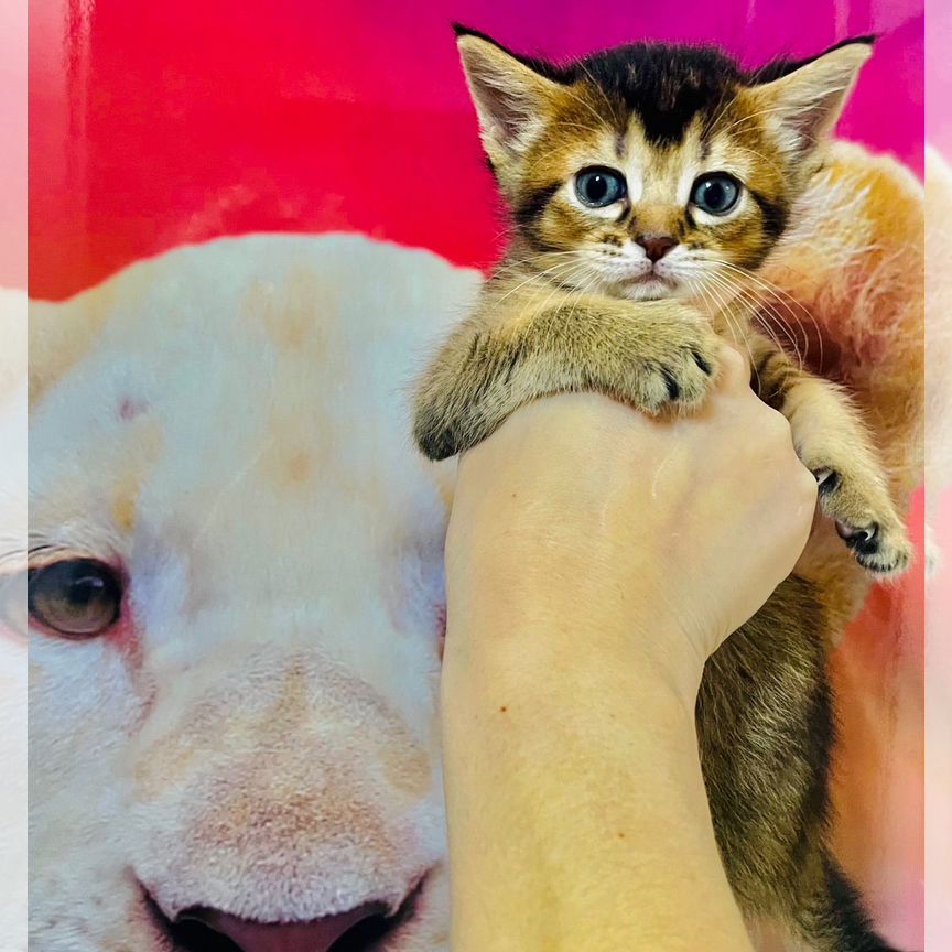 Котята