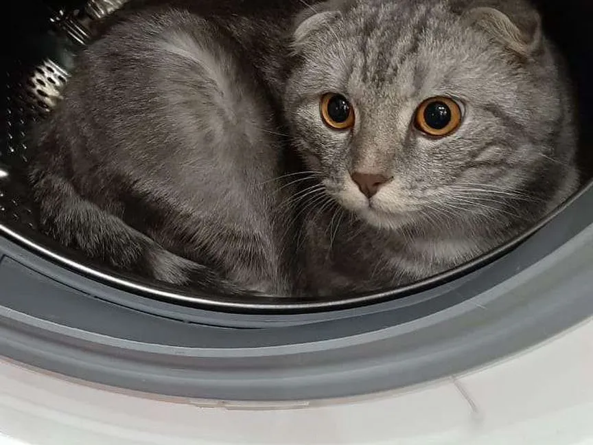 Кот вислоухий отдам