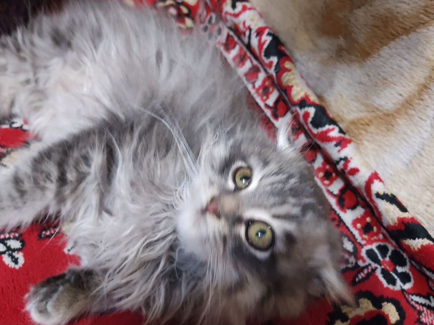 Найден котенок