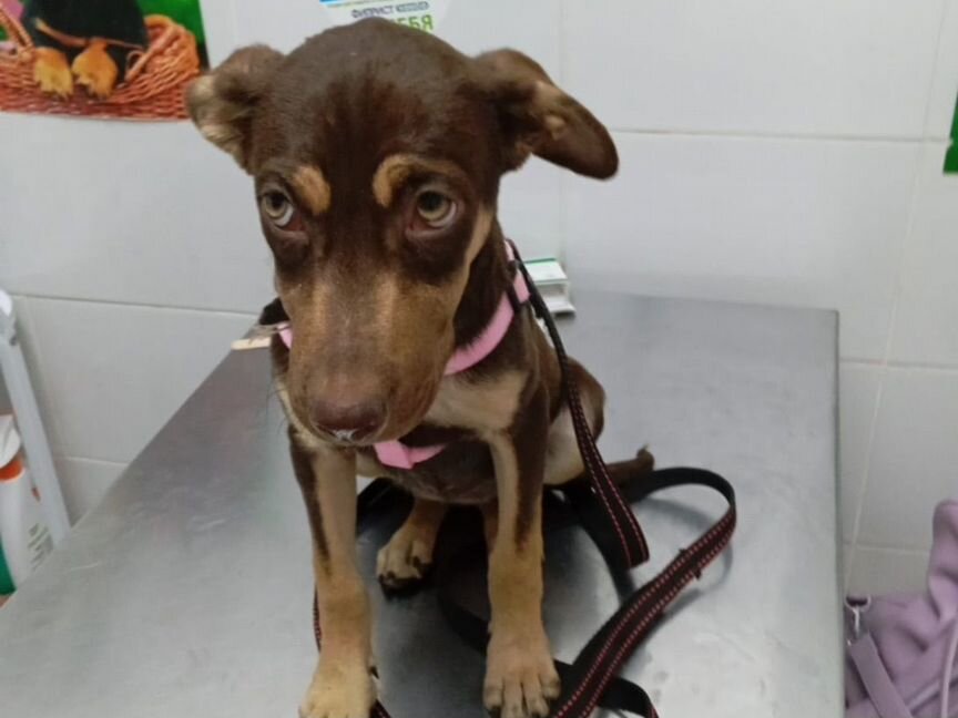 Щенок в добрые руки