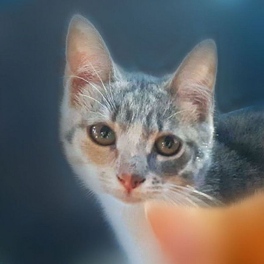 Шикарный котенок Миледи,метиска,3 мес.,в дар
