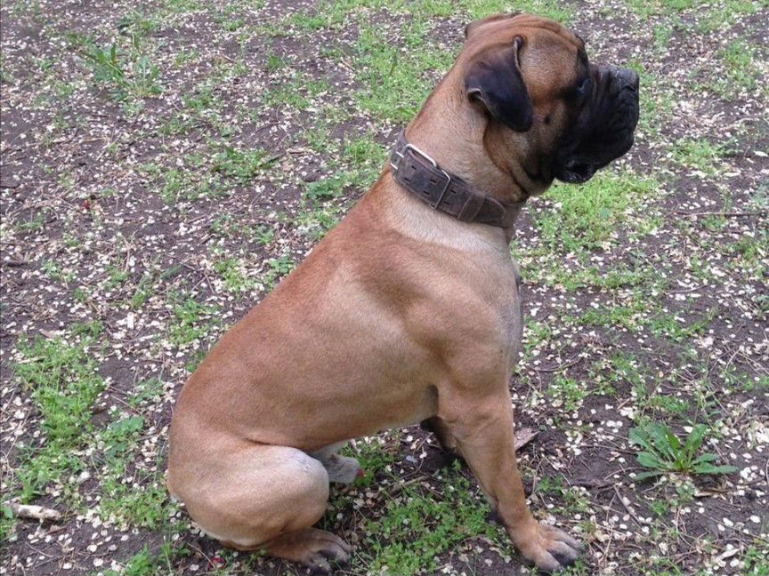 Вязка Бульмастиф