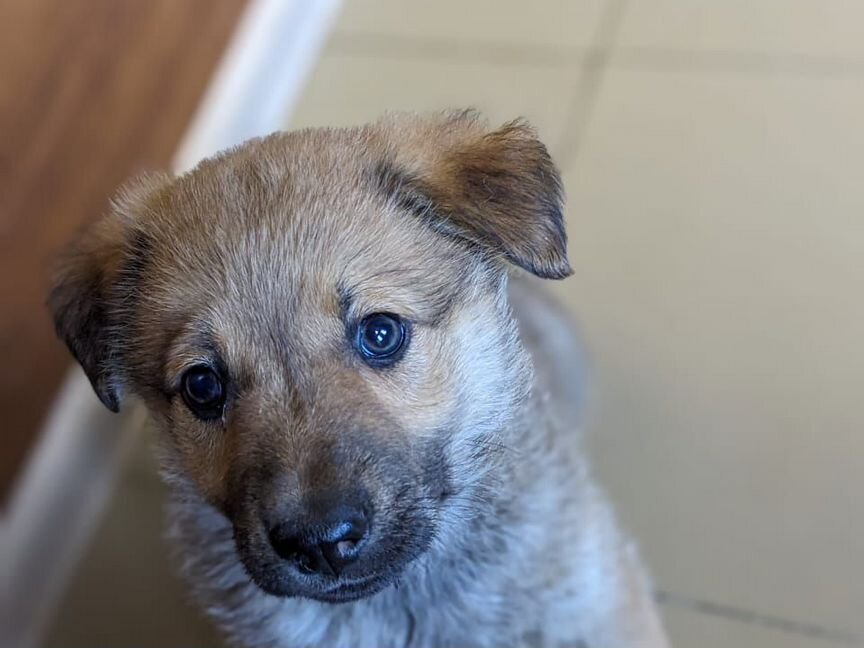 Щенок в добрые руки