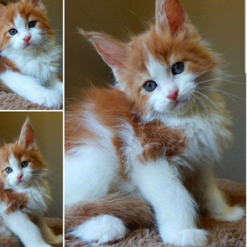 Мейн-кун котёнок