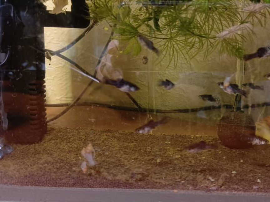 Мальки Малинезий