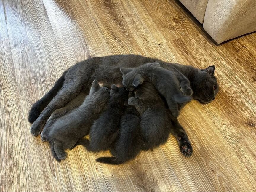 Шотладские котята