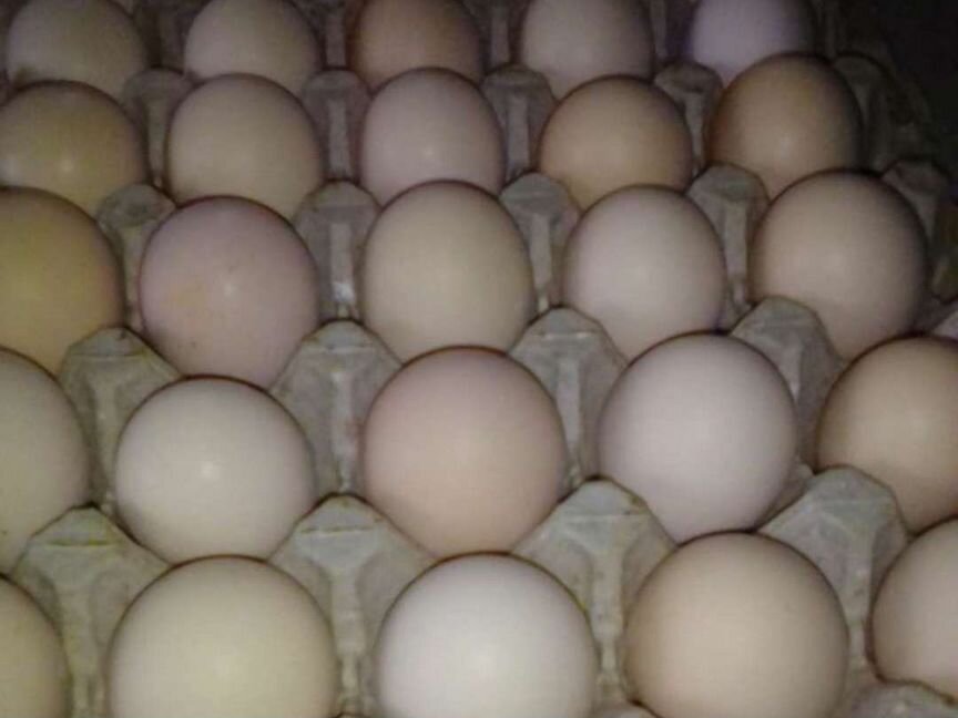 Инкубационное яйцо бройлера