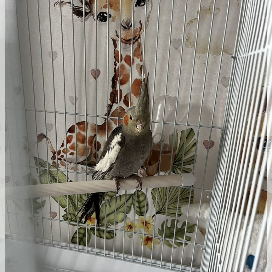 Попугай корелла с клеткой