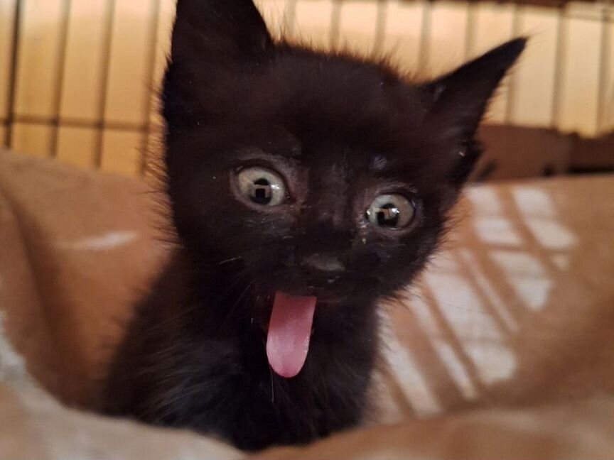 Мальчик крошка-котёнок Фили