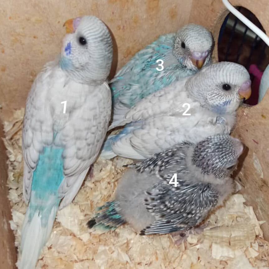 Волнистый попугай ручной