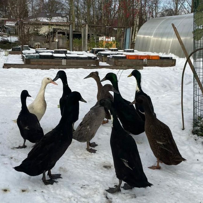 Утки индийский бегунок обмен, продажа