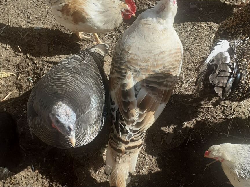 Индюшки бронза 1 год 3 шт