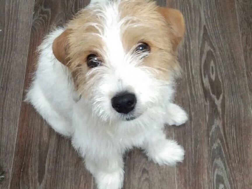 Джек рассел терьер