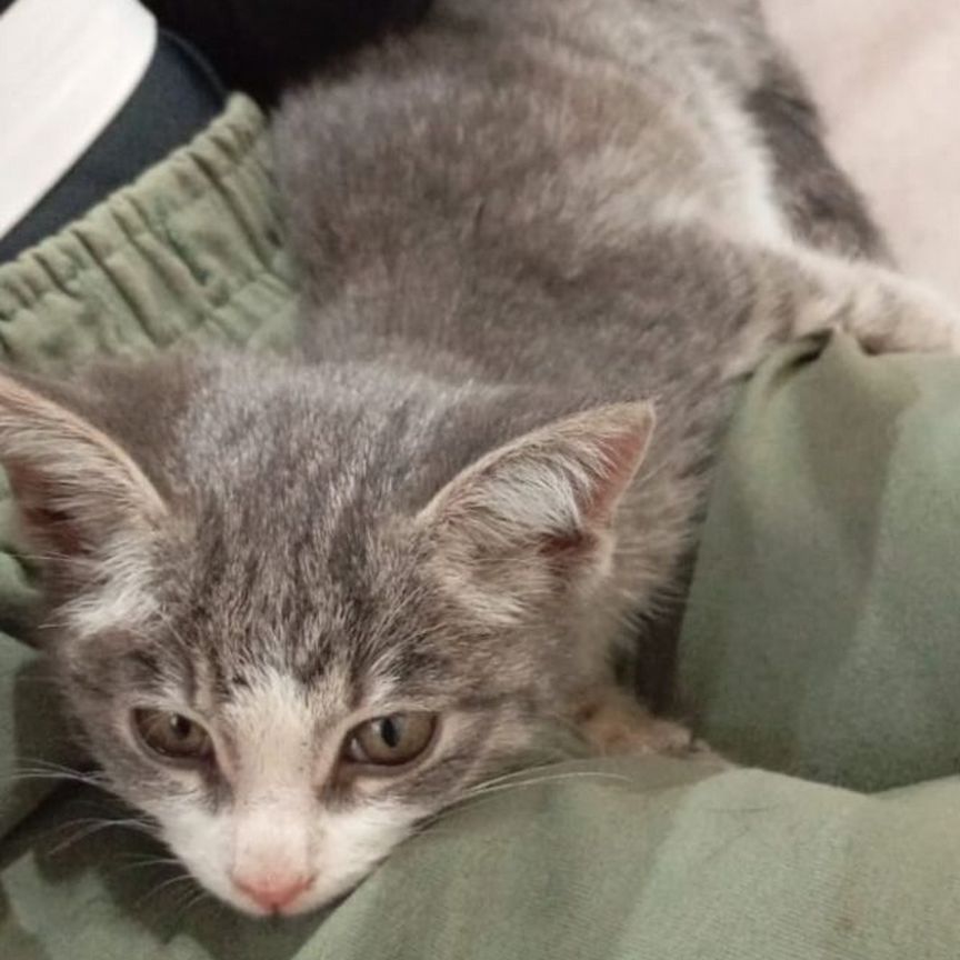 Котенок девочка 2,5мес