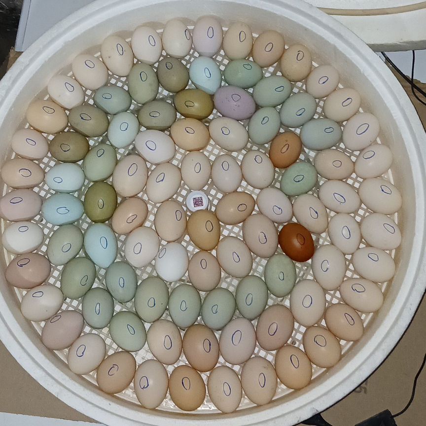 Инкубационное яйцо кур несушек