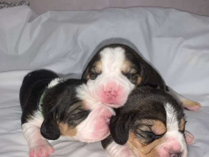 Щенки бигля