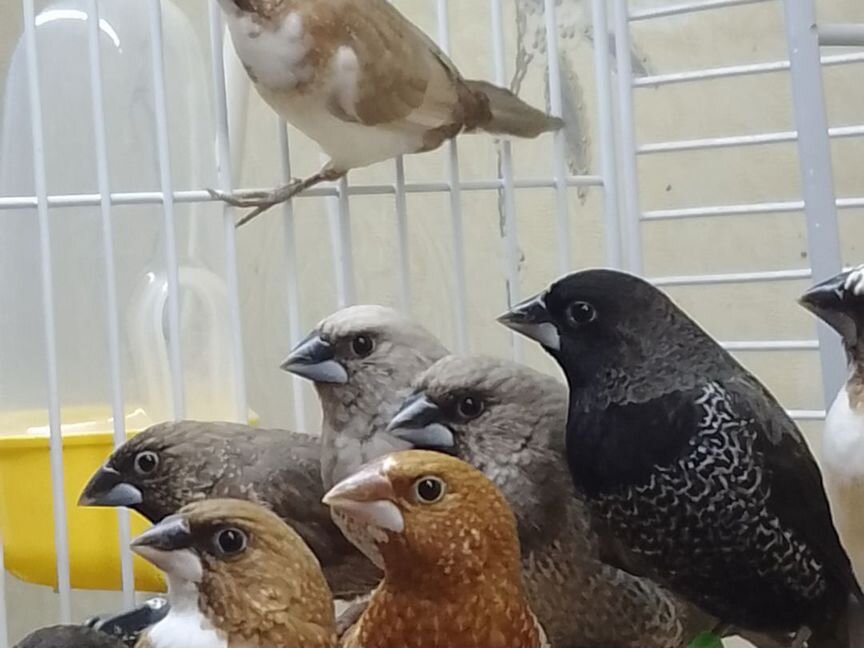 Японские амадины