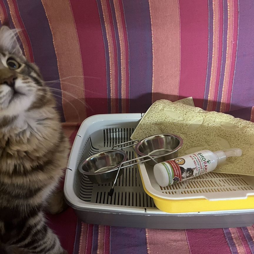 Отдам кошачье приданое