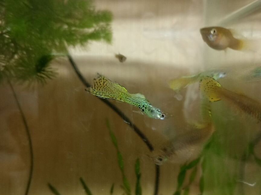 Аквариумные рыбки гуппи