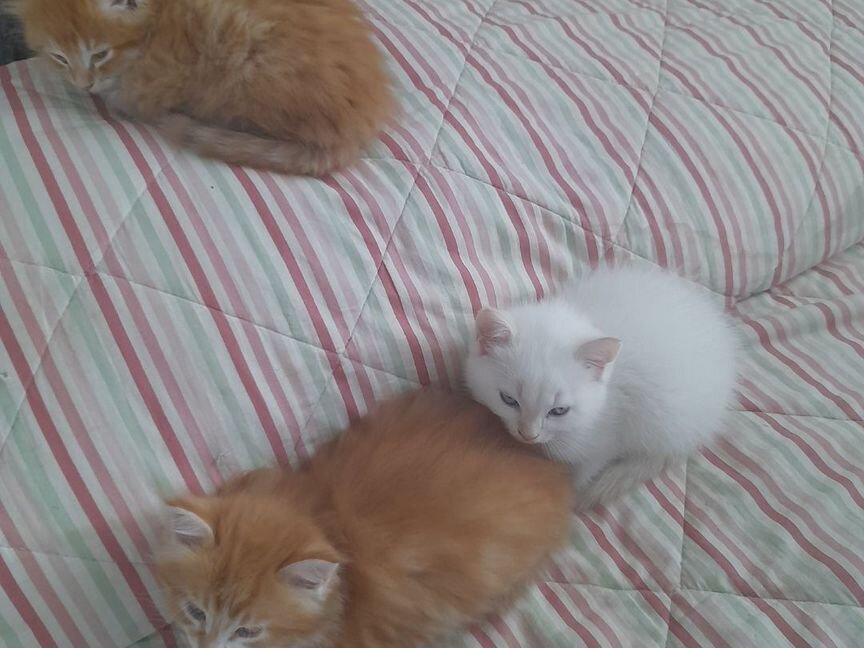 Котята в добрые руки