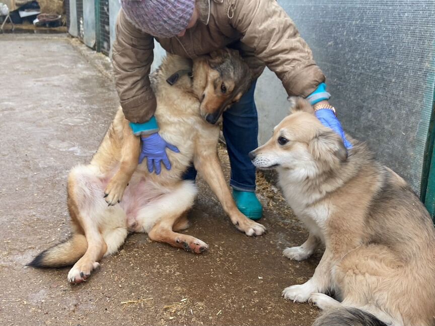 Собаки из приюта в добрые руки