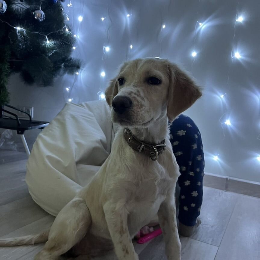 Собака в добрые руки щенок