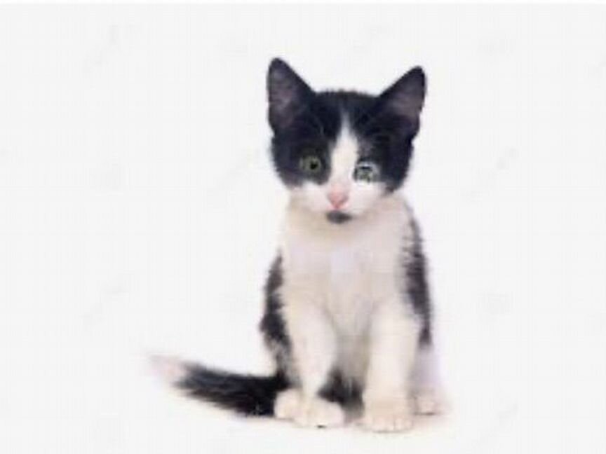 Котенок от домашней кошки девочка 1.5 месяца