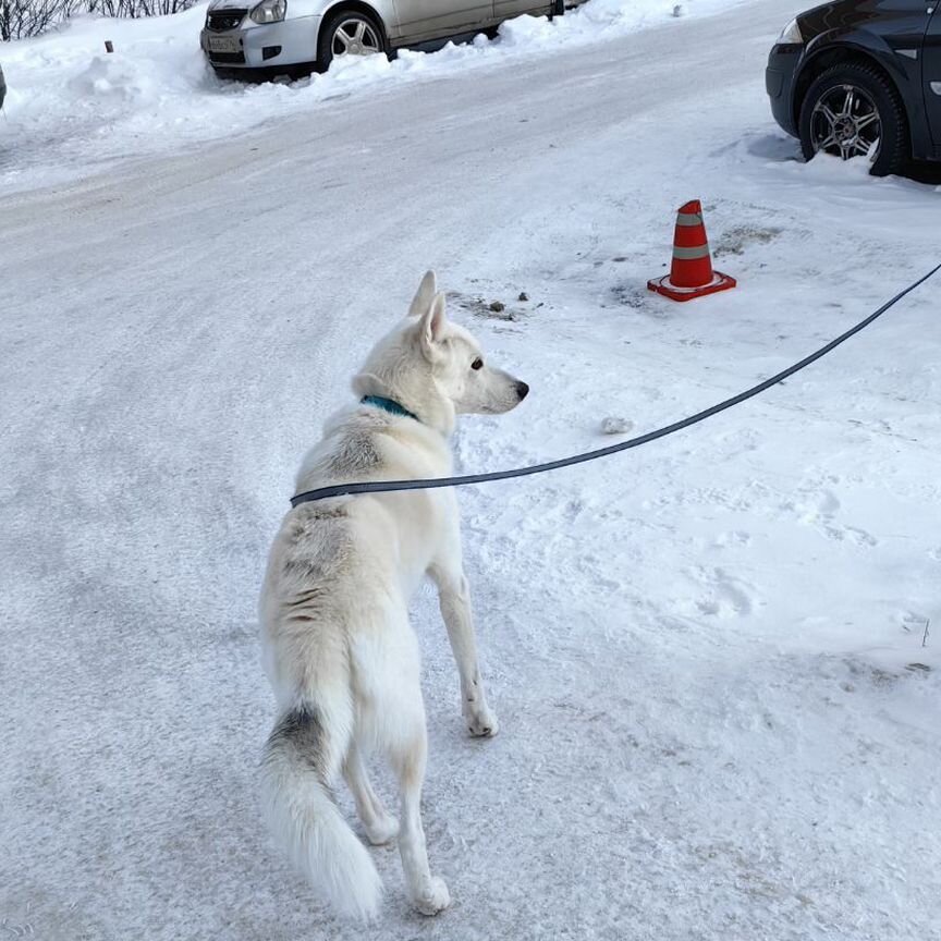 Взрослый пёс в добрые руки