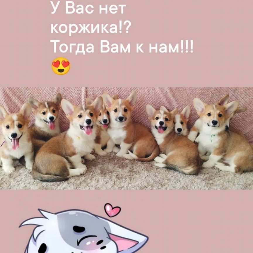 Щенки вельш-корги пемброк. Документы РКФ