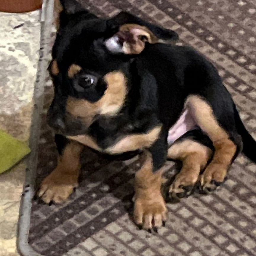 Русский той-терьер, щенок