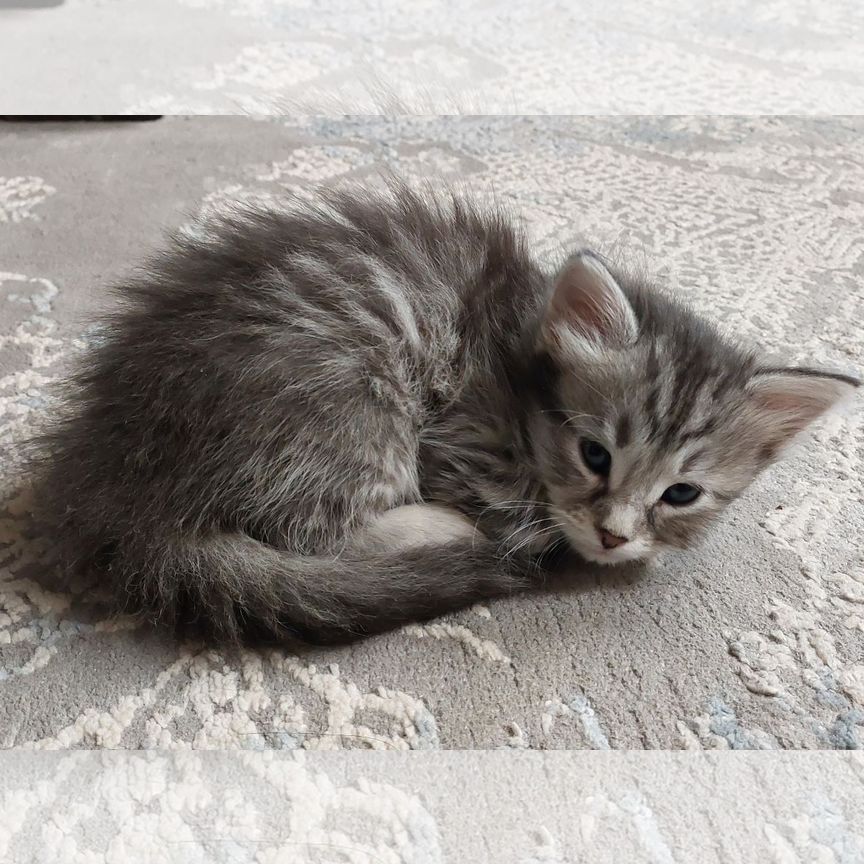 Котёнок в добрые руки