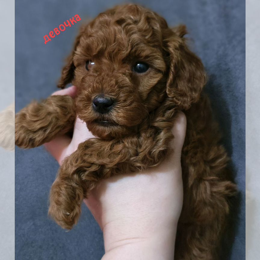 Пудель, щенок