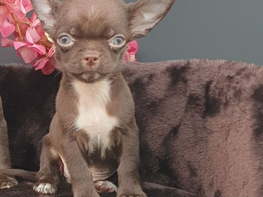 Мальчики шоколадки Чихуахуа