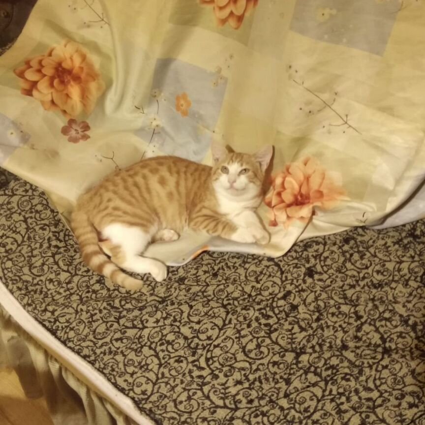 Рыжий котенок Чудо В добрые руки