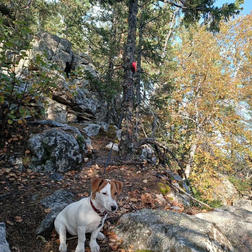 Щенок Джек Рассел терьер