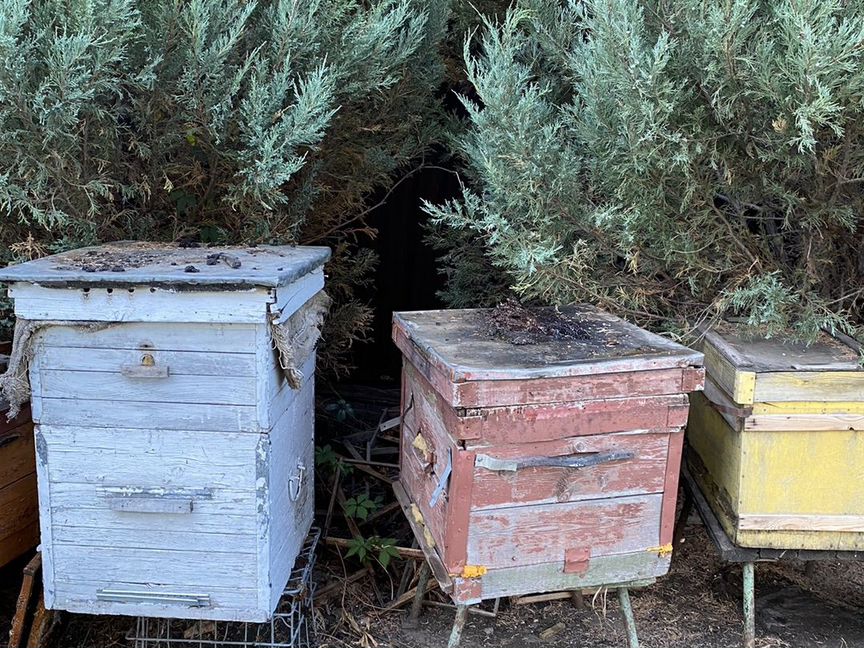 Продам ульи для пчел