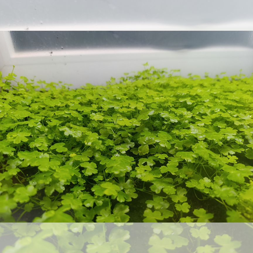 Аквариумное растение Гидрокатила трипартита