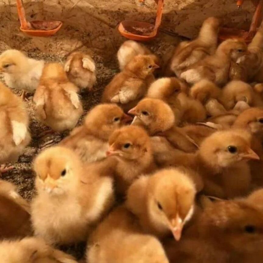 Цыплята несушки ломан браун