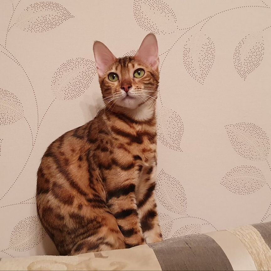 Бенгальская кошка бесплатно