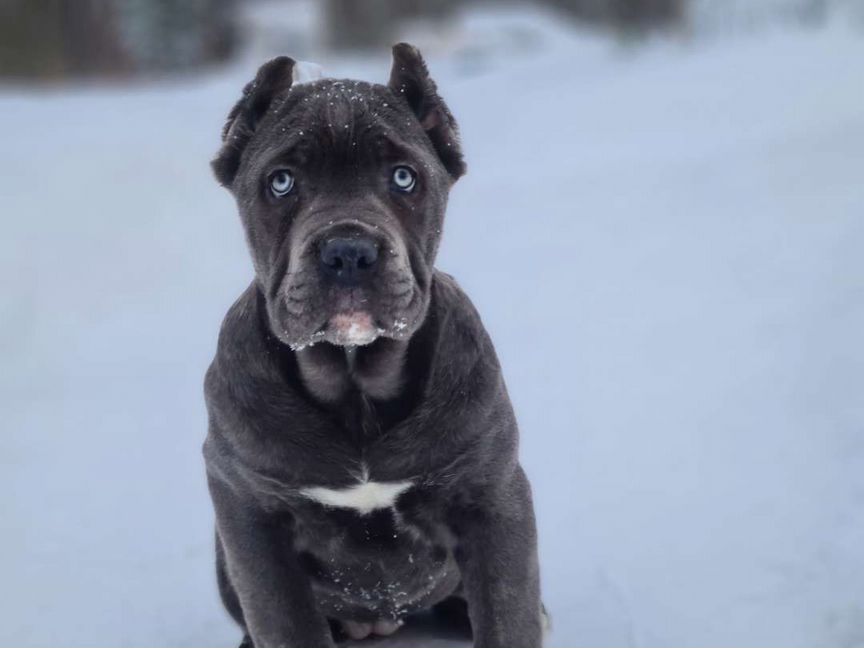 Девочка- Красавица Кане Корсо