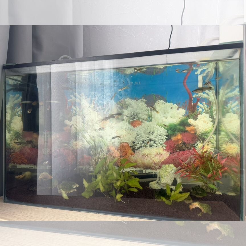 Аквариум со всем содержимым