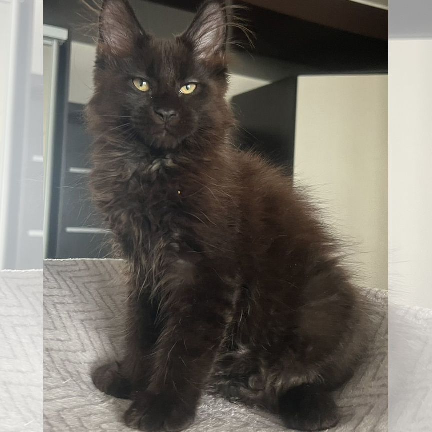 Мейн-кун котёнок