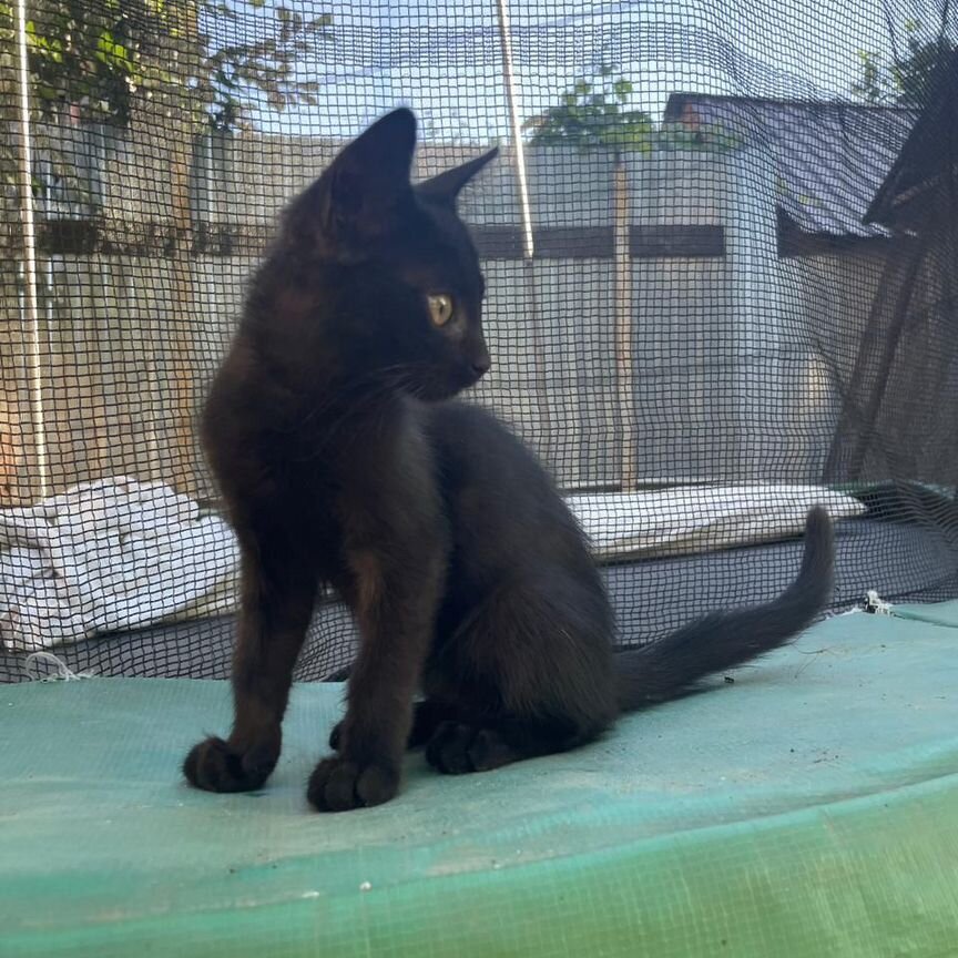 Котята от кошки крысоловки